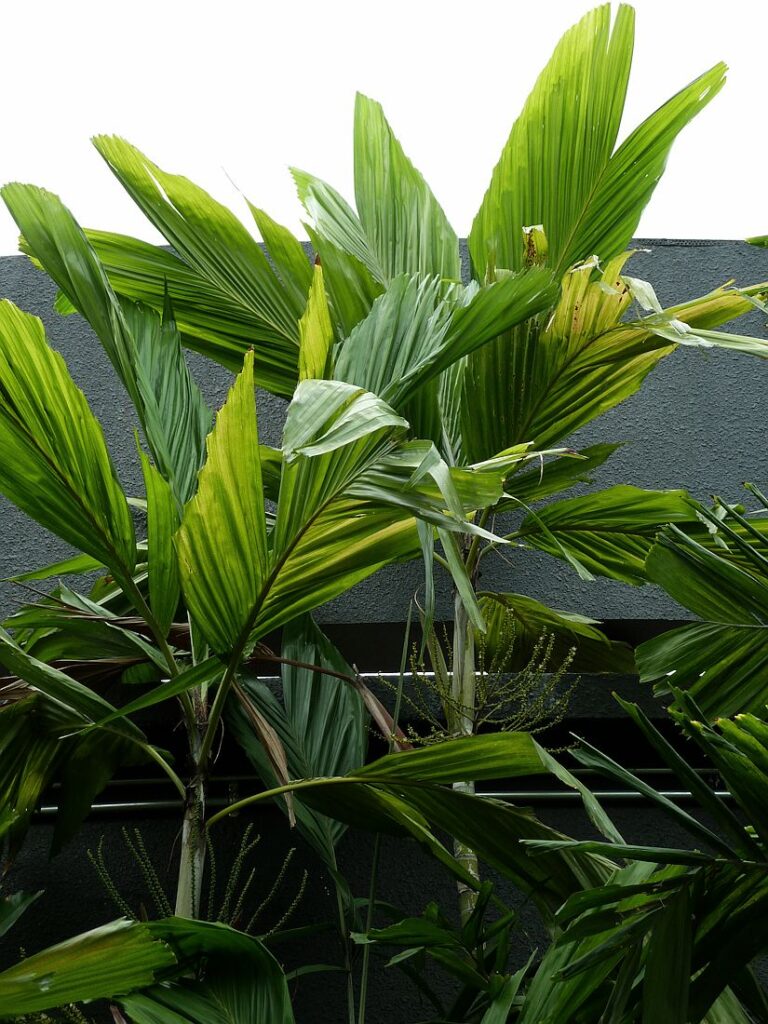 بذر نخل شفر بسته یک عددی Scheffer’s Palm Ptychosperma schefferi Seeds ...