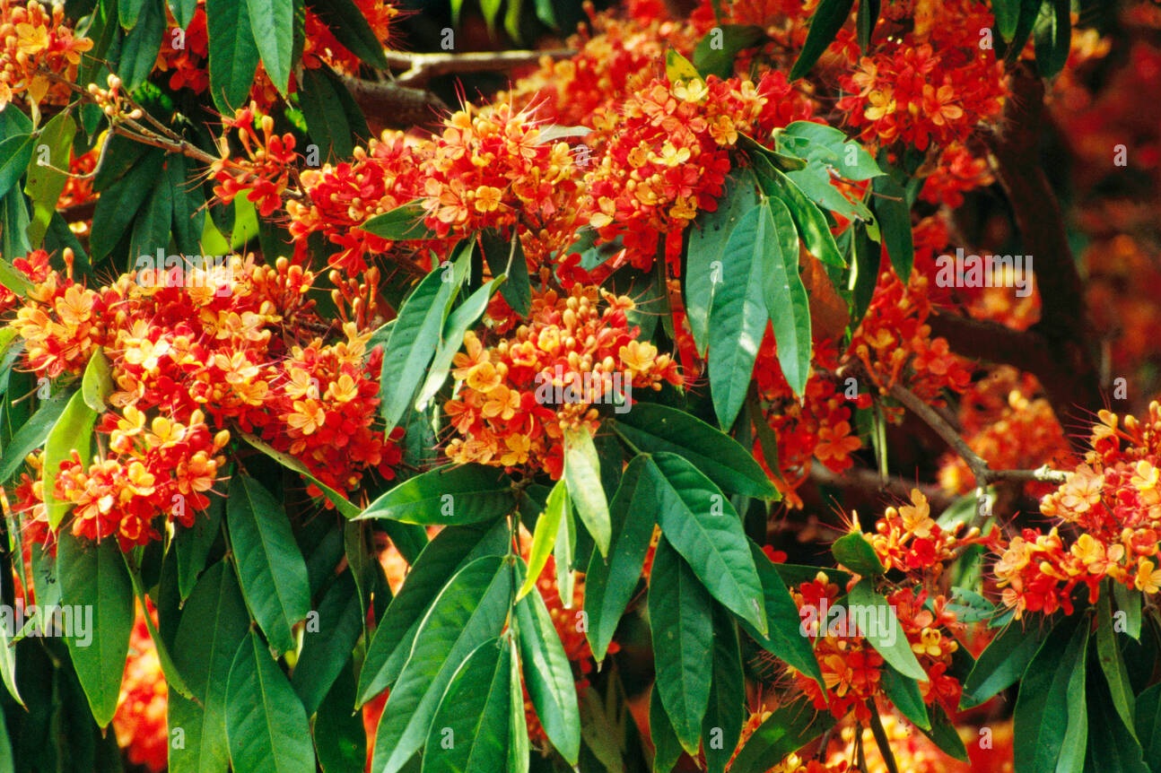 بذر درخت آشوکا تعداد یک عدد بذر Ashoka Tree Saraca asoca Seeds – South ...