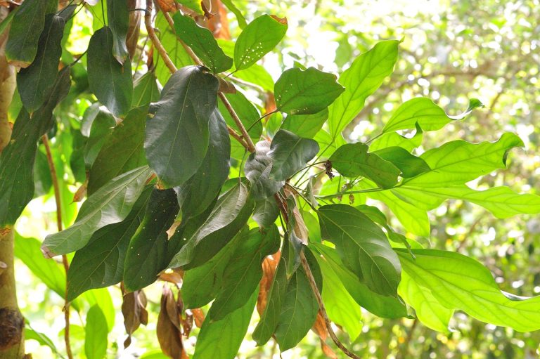 بذر درخت آجیل ختمی تعداد یک عدد بذر Malva Nut Tree Scaphium scaphigerum ...